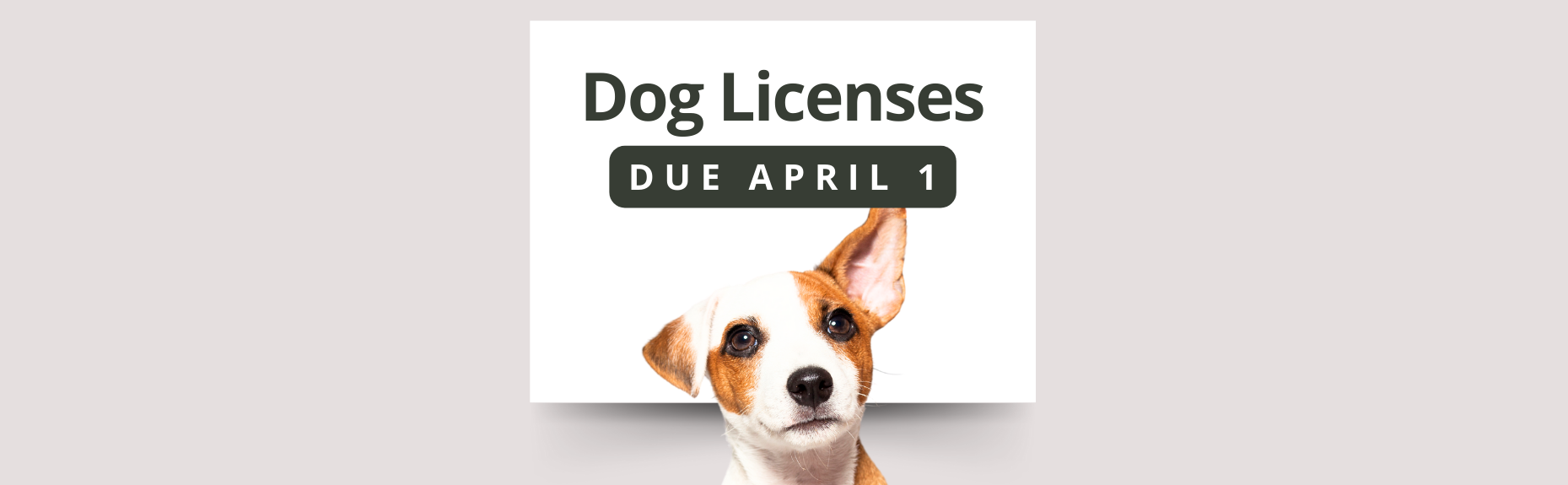 Reminder: 2024 Dog Licenses Due April 1